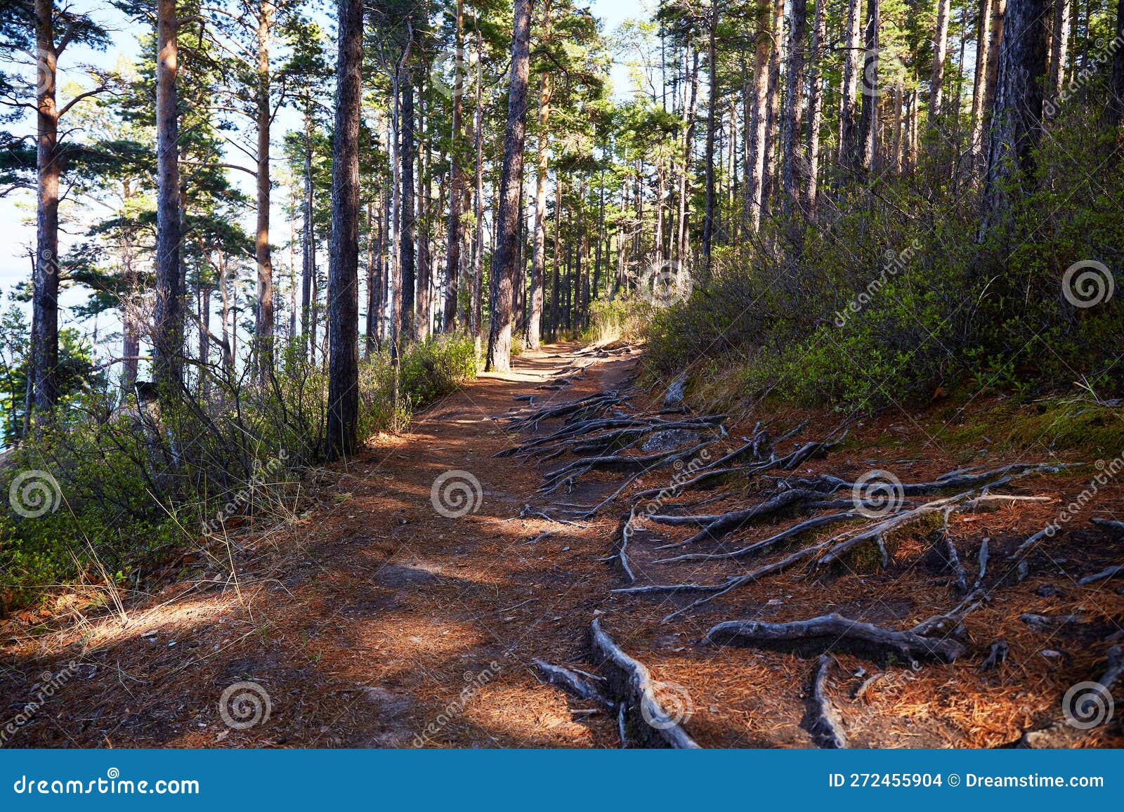 A Path in a Pine Forest. Tree Roots Protruding Above the Surface Stock ...