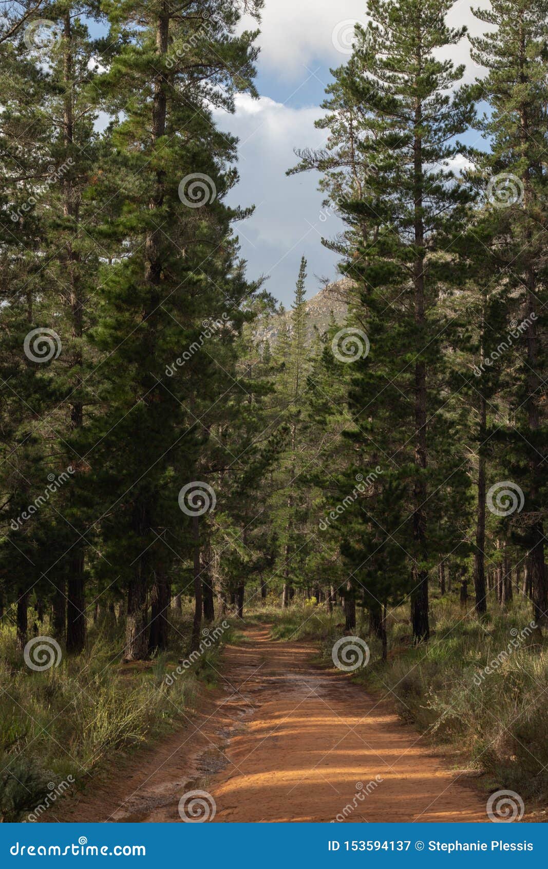 Path into Pine Forest with Water Running Down Stock Image - Image of ...