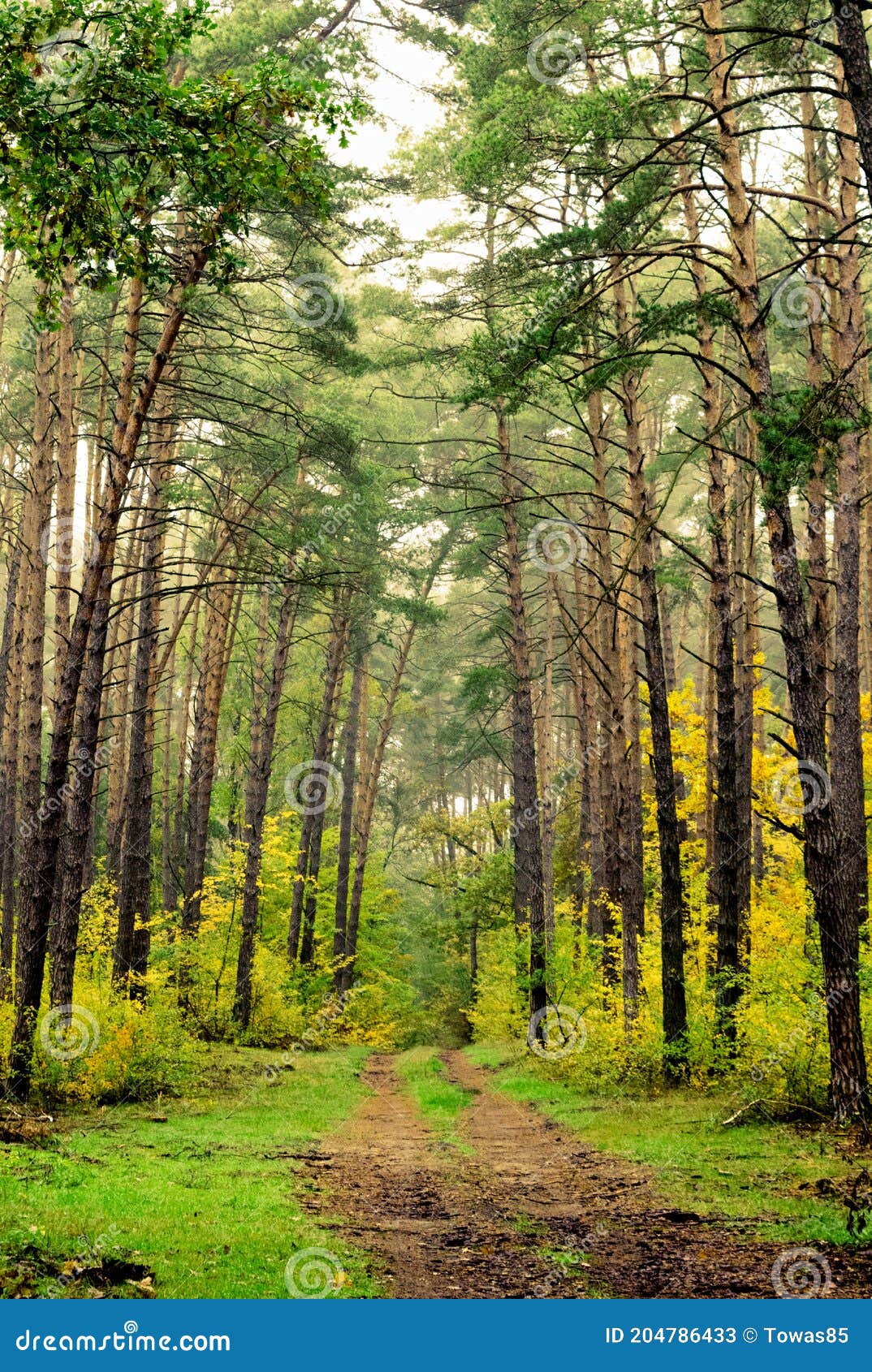 Path Between Pine Trees In Park, Outdoor Picture Royalty-Free Stock ...