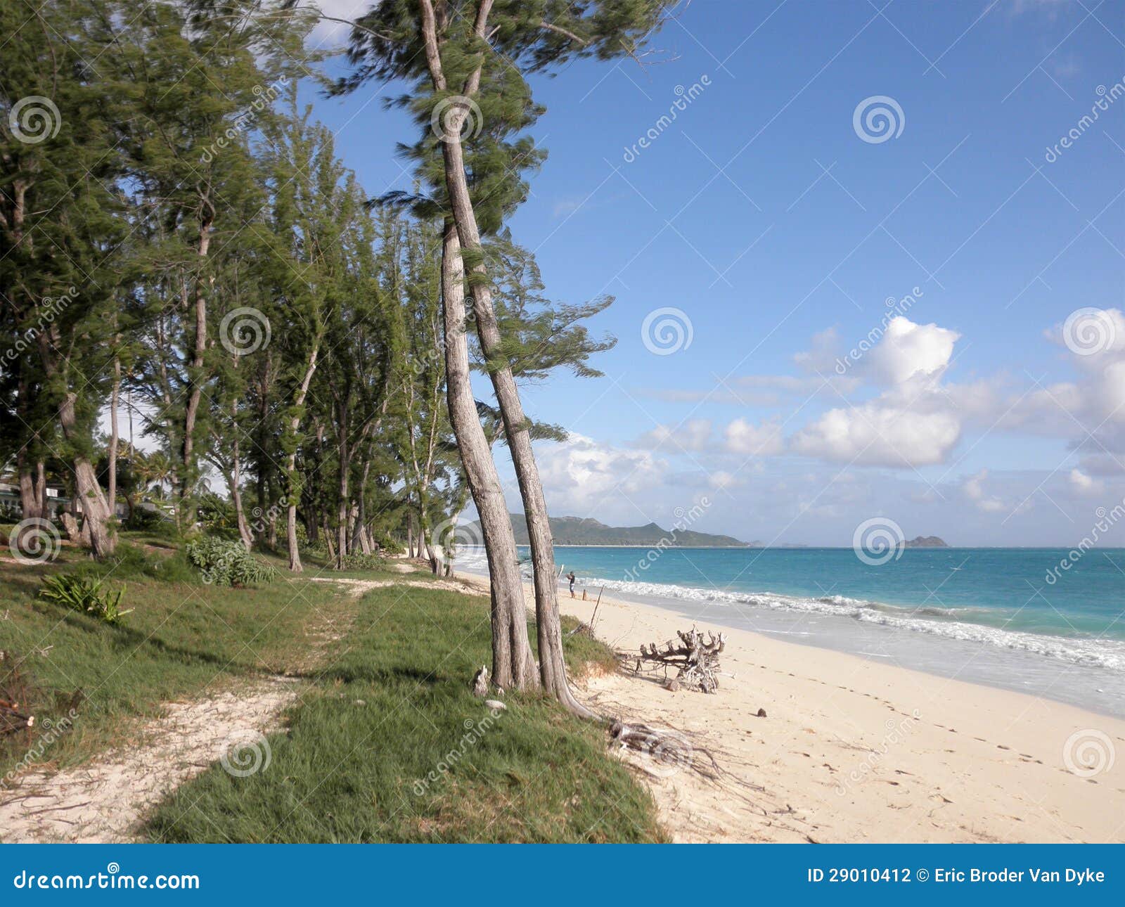 Path with Pine Needle Trees Lined with Grasses Along the Shore Stock ...