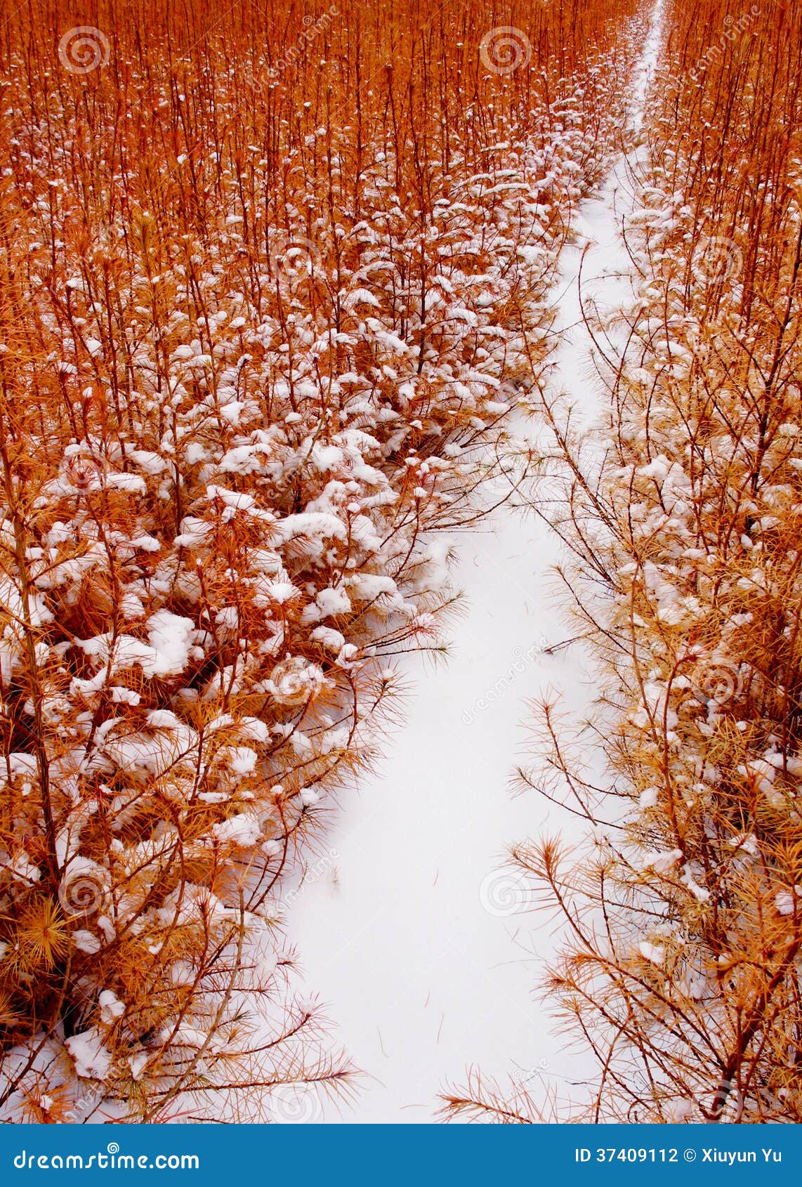 A Snow-covered Path with Pine Saplings on Both Si Stock Photo - Image ...