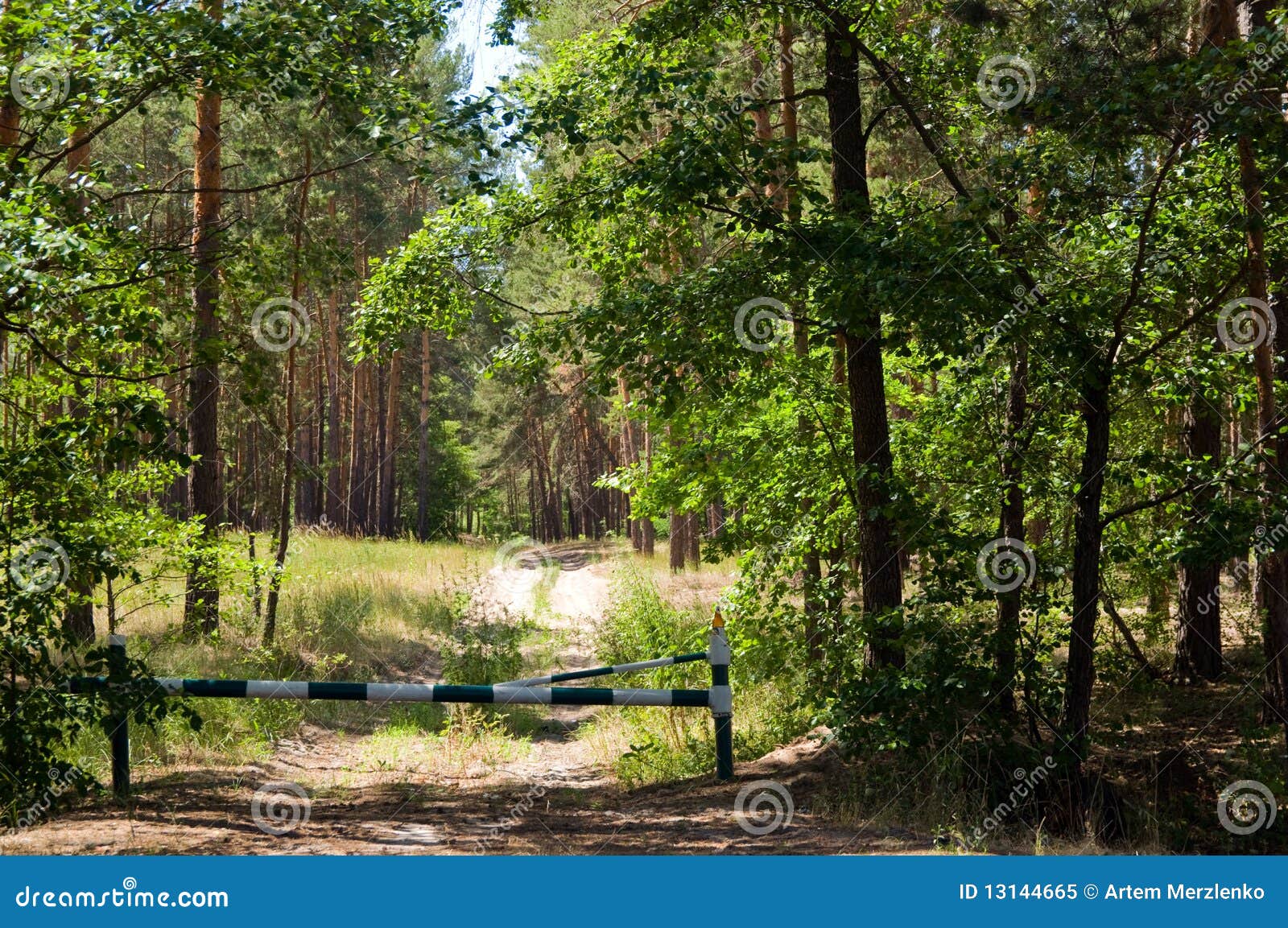 Path through the Pine Tree Forest Stock Image - Image of growth ...