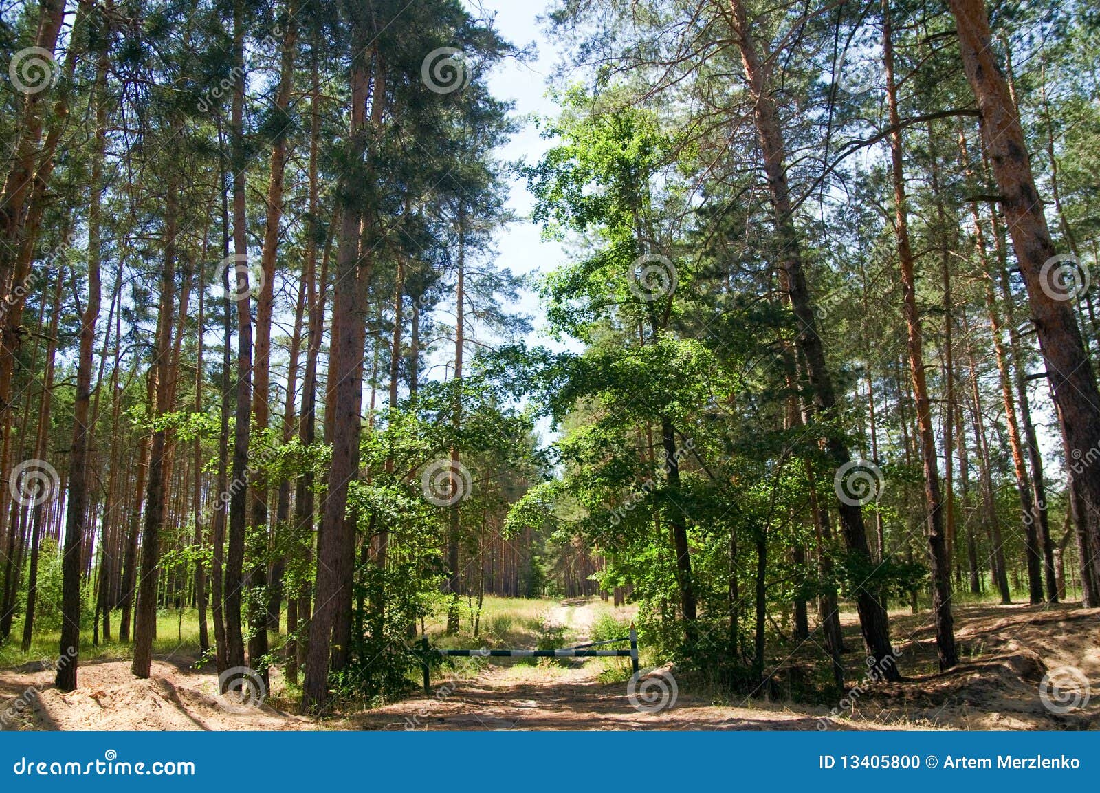 Path through the Pine Tree Forest Stock Photo - Image of forest ...