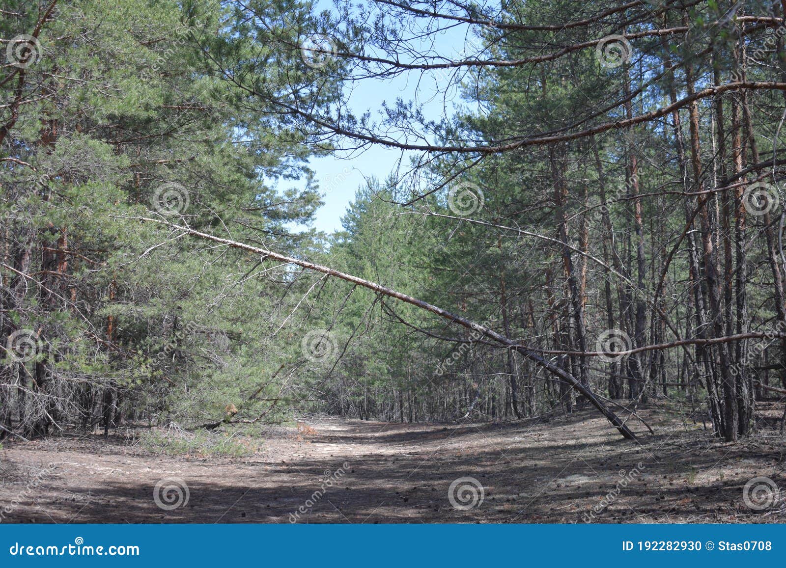 Path in the Pine Tree Forest Stock Photo - Image of carpet, macro ...