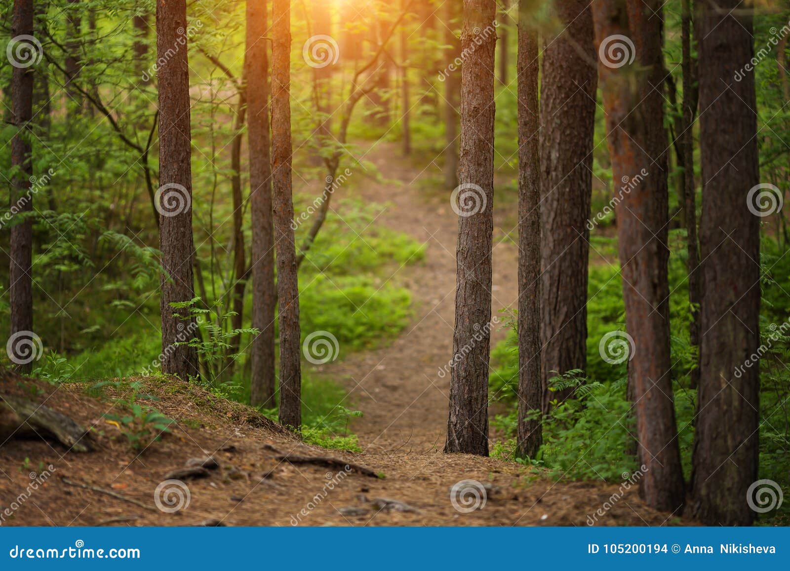 Path in a Pine Tree Forest Sunset Stock Photo - Image of spring, path ...