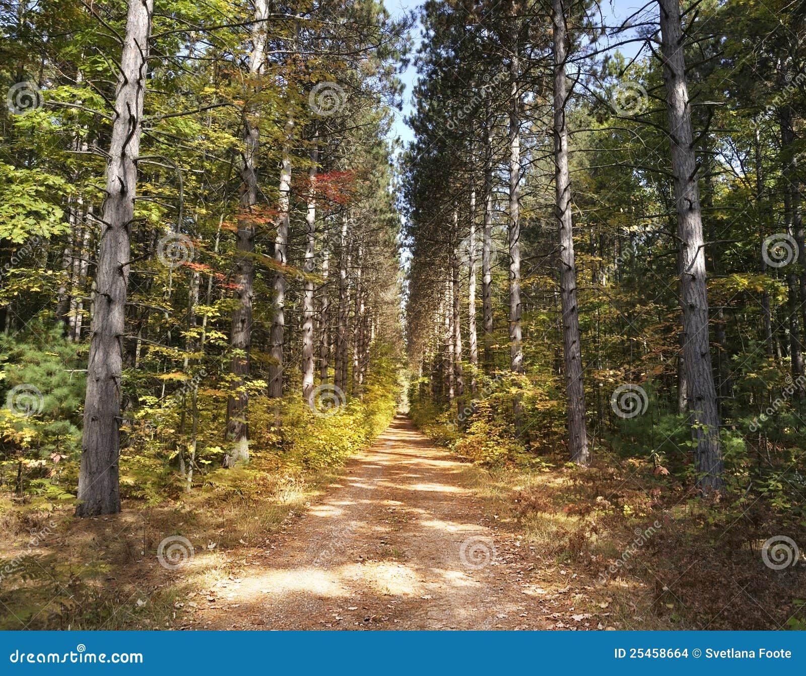 Path through Pine Trees stock photo. Image of outdoor - 25458664
