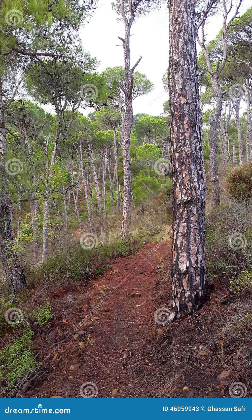 Path with pine trees stock image. Image of pine, path - 46959943
