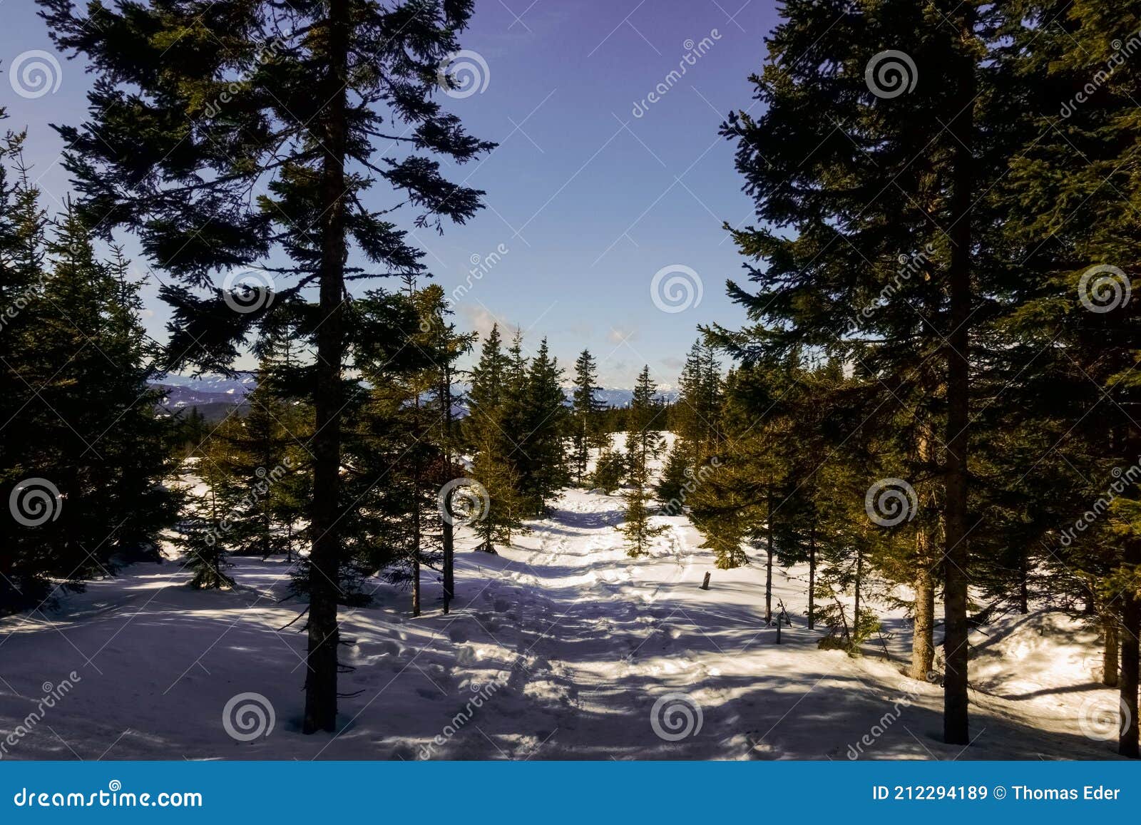 Path through Pine Trees while Hiking in the Winter Stock Image - Image ...