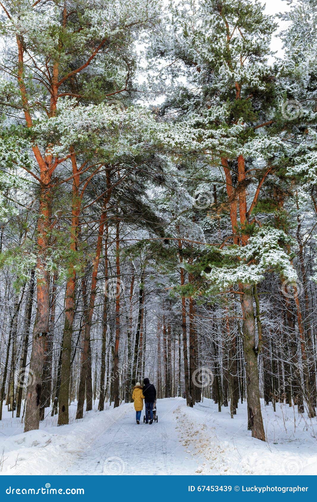 Path through Pine Trees in Winter Park Stock Image - Image of ...