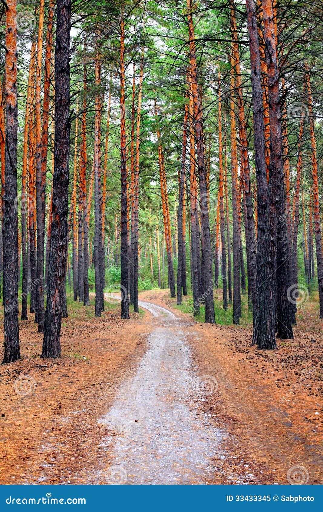 Path in the Pine Wood stock image. Image of glade, coniferous - 33433345