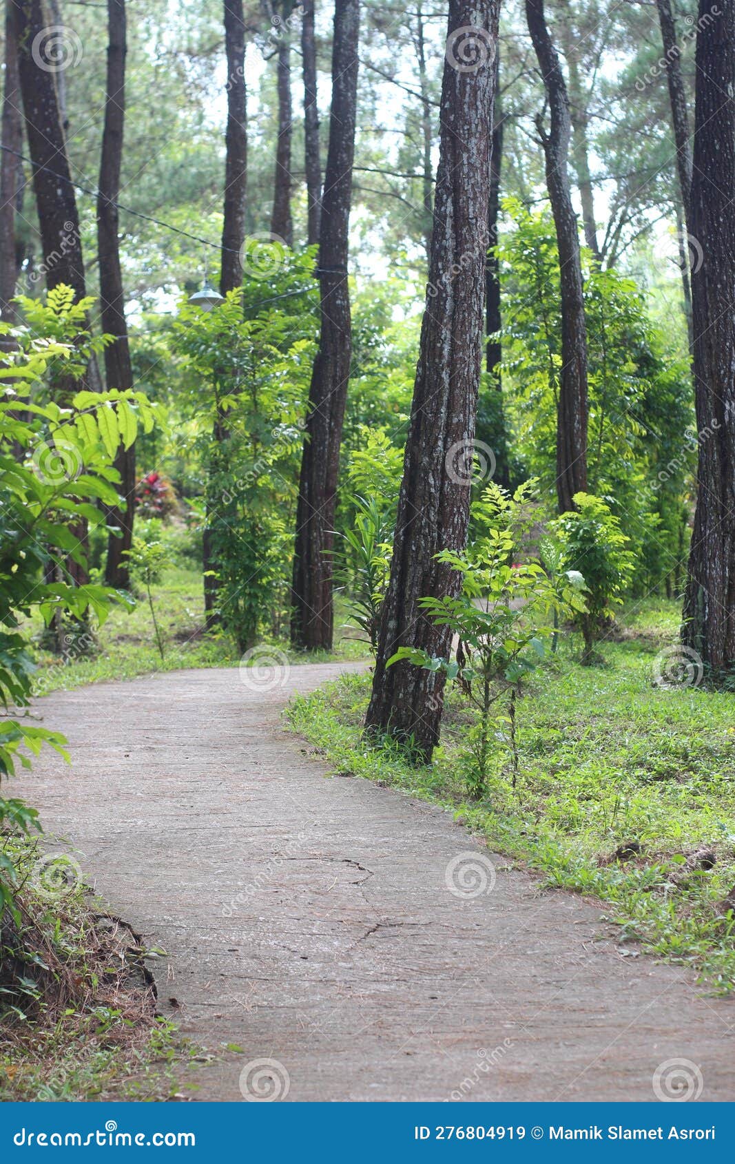 A Path in the Pine Woods. a Park in Tulungagung, East Java, Indonesia ...
