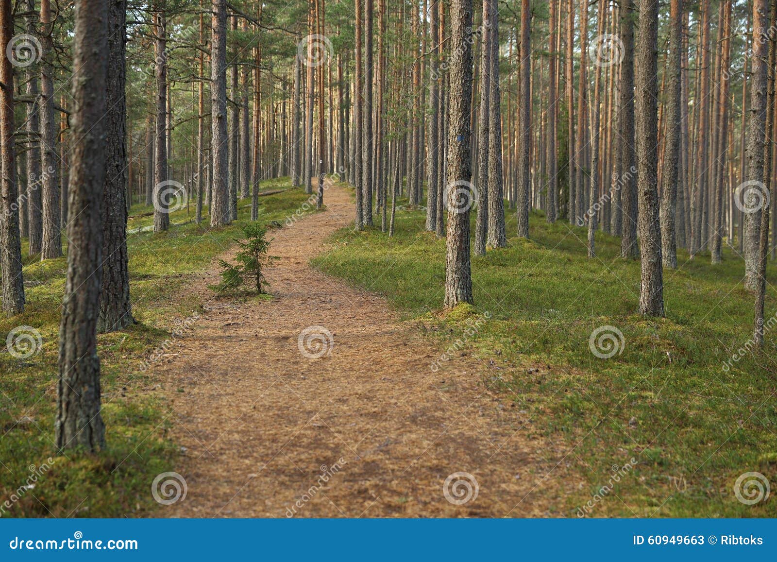 Path in pines stock image. Image of land, countryside - 60949663