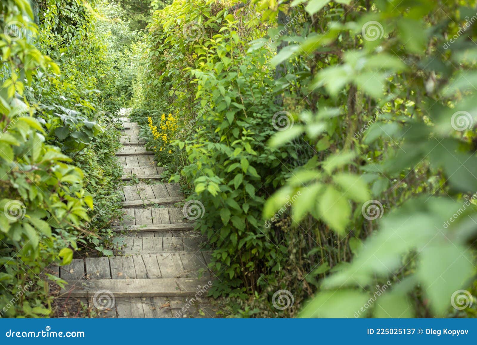A Path of Planks among the Thickets. the Path Leads To the Forest Stock ...