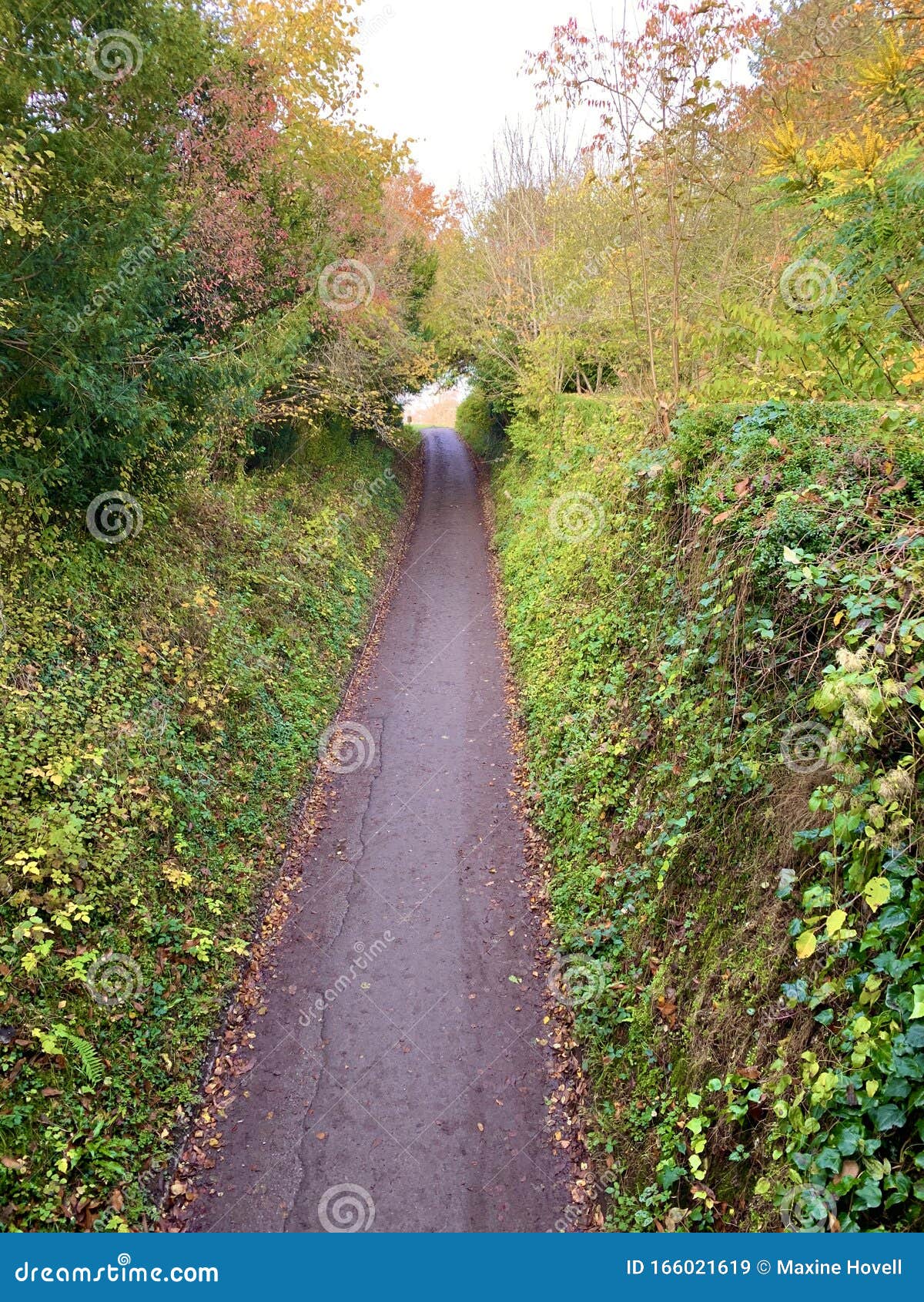 Path up the hill stock image. Image of lacy, polesden - 166021619