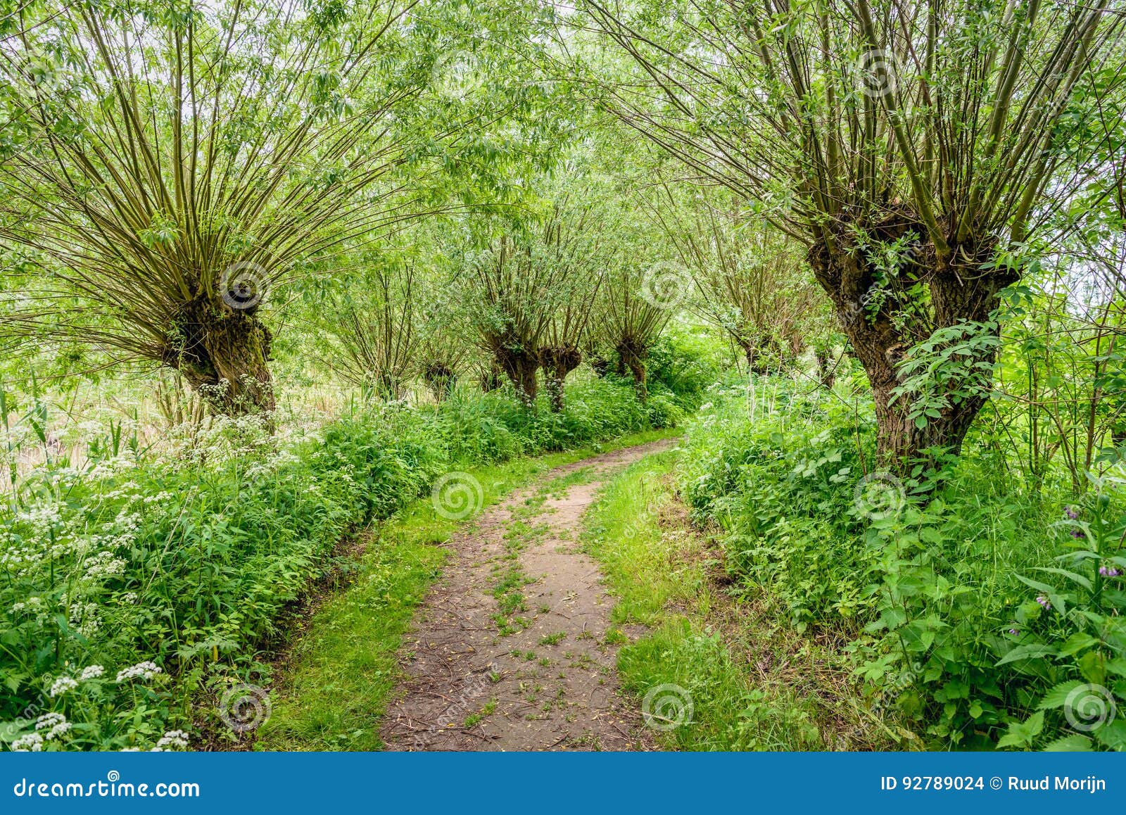 Path between Pollard Willow Trees in Springtime Stock Photo - Image of ...