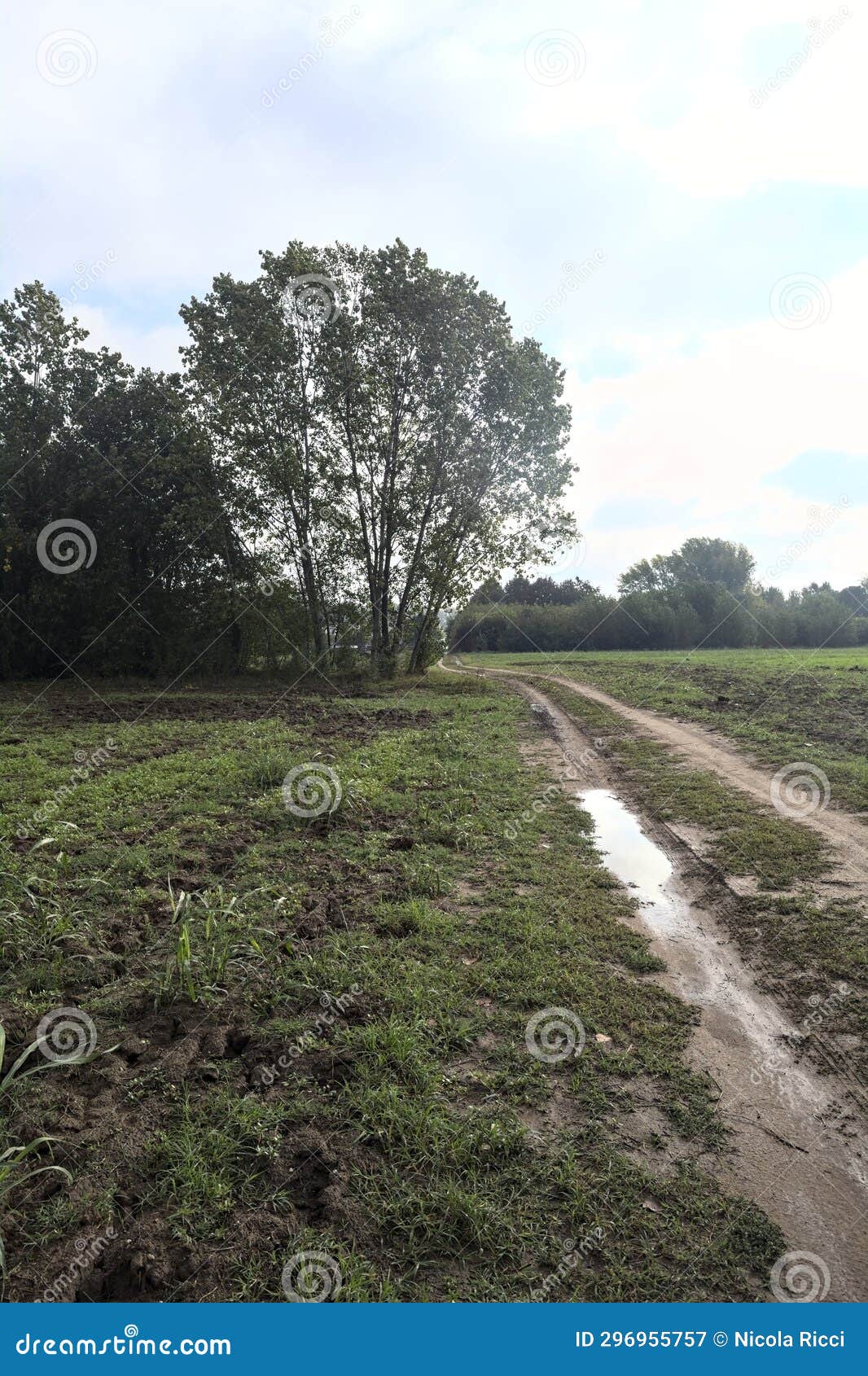 Path with Puddles Bordered by Fields that Passes Next To a Tree of a ...