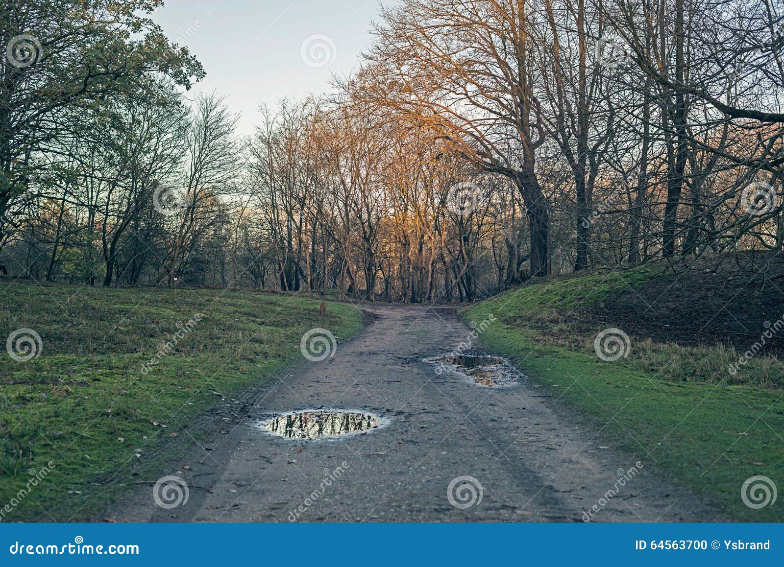 Path with Puddles in Park. Fall Season. Stock Photo - Image of winter ...
