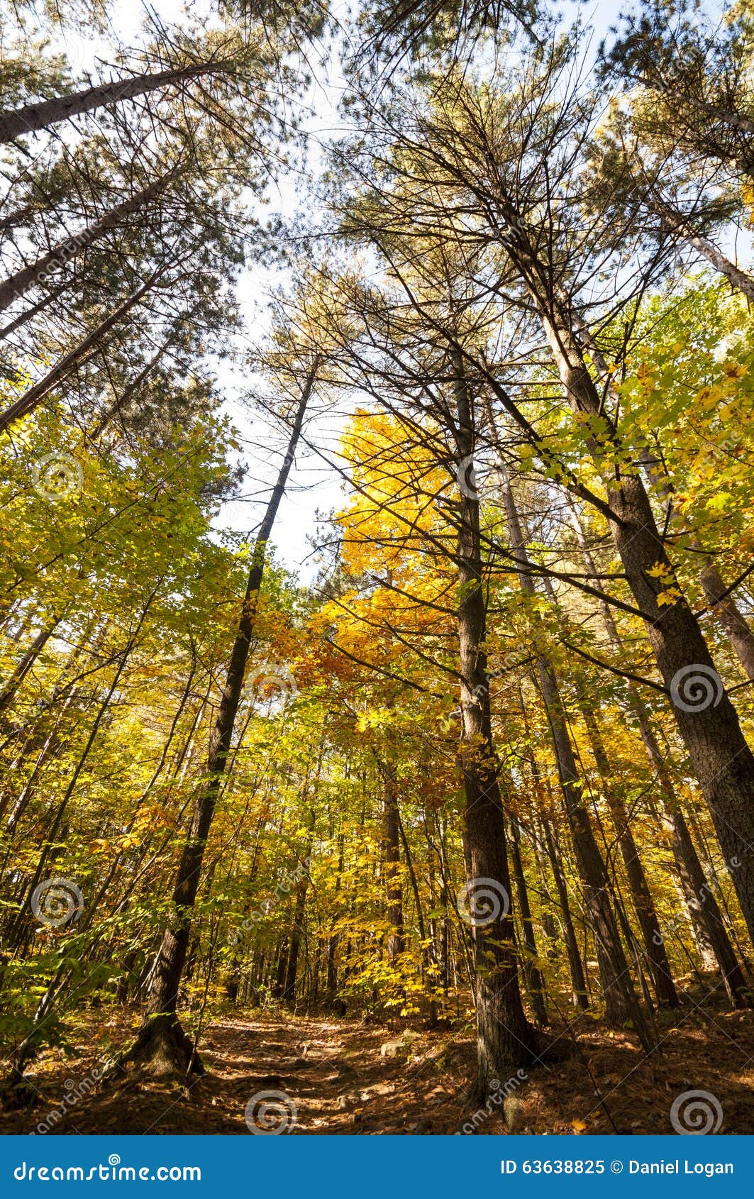 Path at Purgatory Chasm stock image. Image of path, england - 63638825