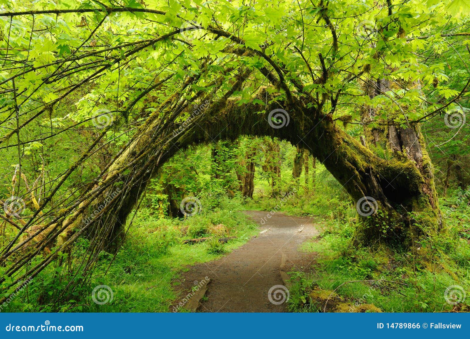 Path in rain forest stock photo. Image of travel, humid - 14789866