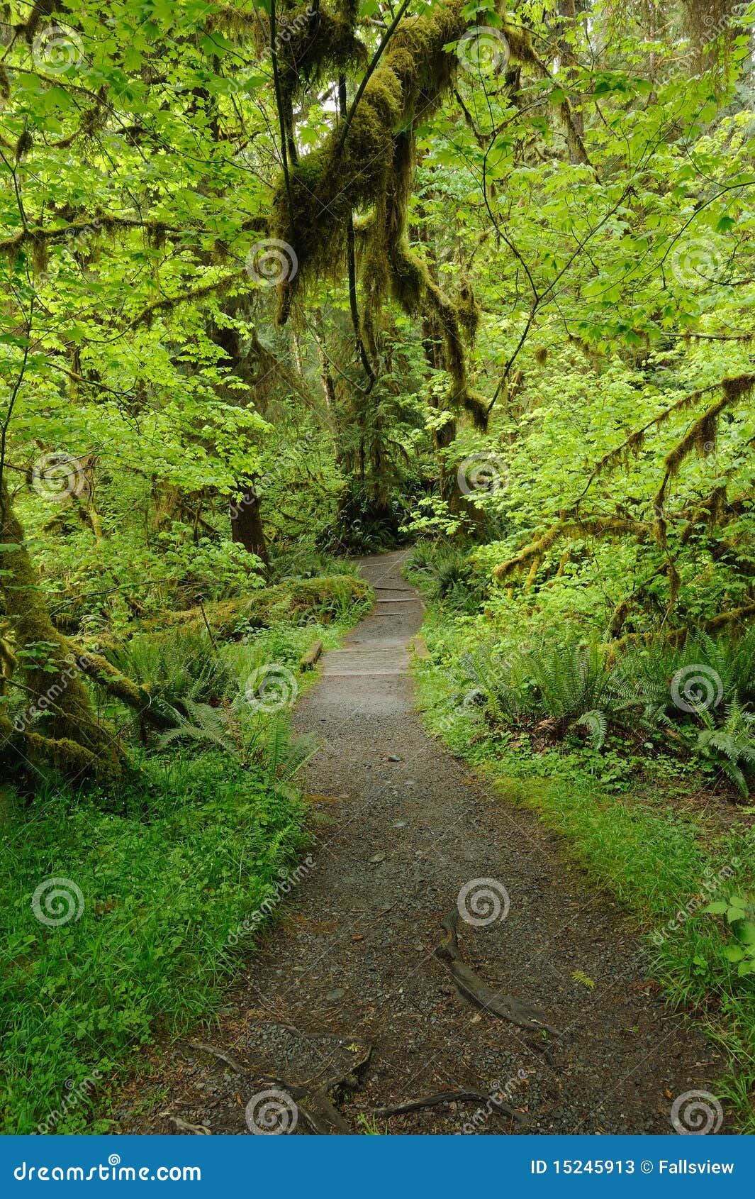 Path in rain forest stock image. Image of nature, green - 15245913