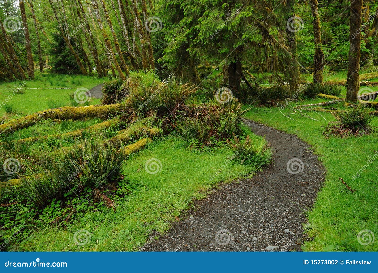 Path in rain forest stock photo. Image of humid, washington - 15273002