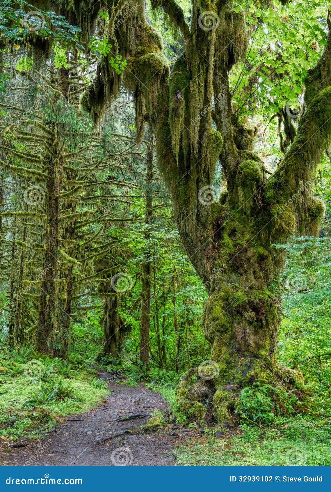 Path In Rain Forest Stock Photography | CartoonDealer.com #32939102