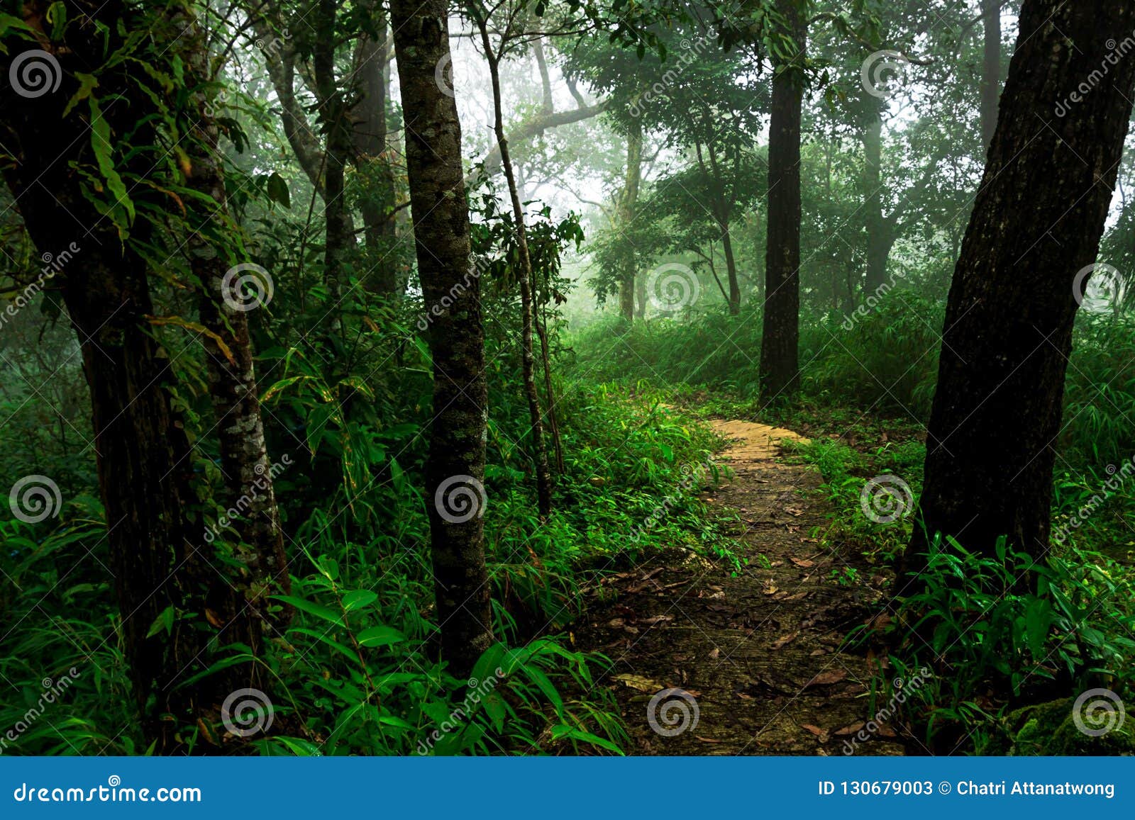Path in the Rain Forest and Mist Stock Image - Image of landscape, path ...