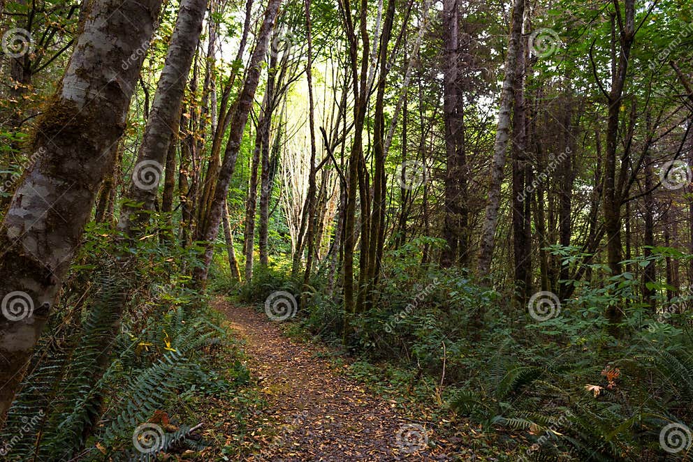 Path through a rain forest stock image. Image of northwest - 100439283