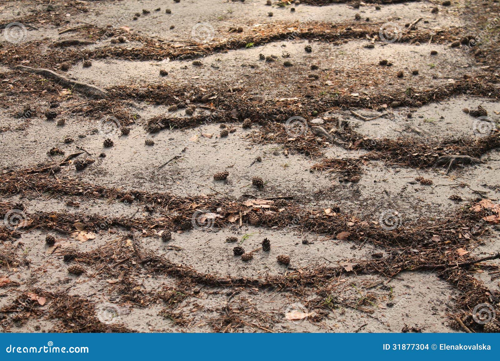 The path after rain stock photo. Image of pine, abstract - 31877304