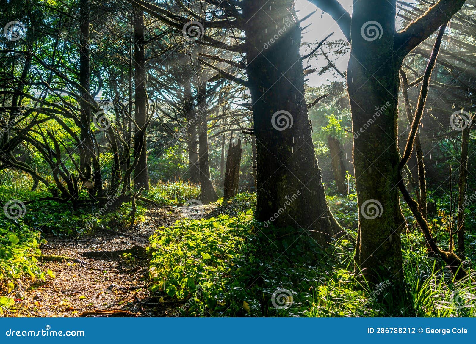 Path after Rain 5 stock photo. Image of nature, light - 286788212