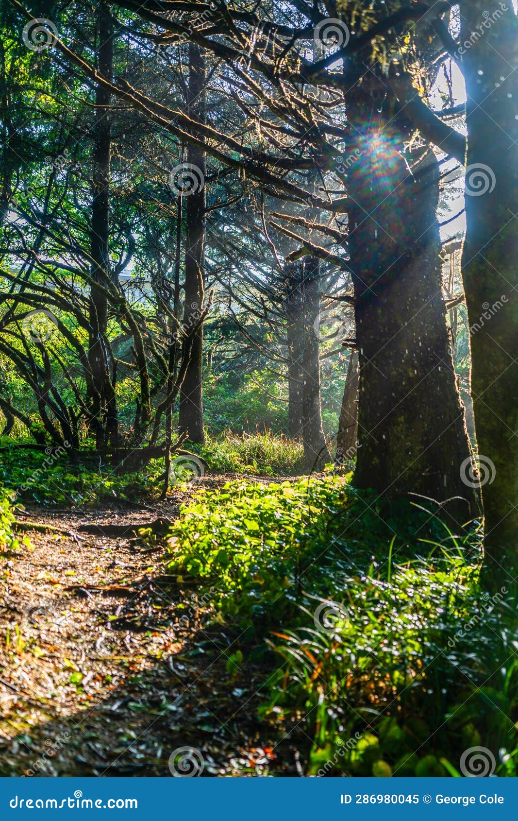 Path after Rain 3 stock image. Image of travel, view - 286980045