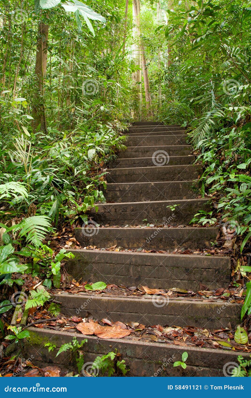 Path in Rainforest in Borneo, Indonesia Stock Image - Image of ...