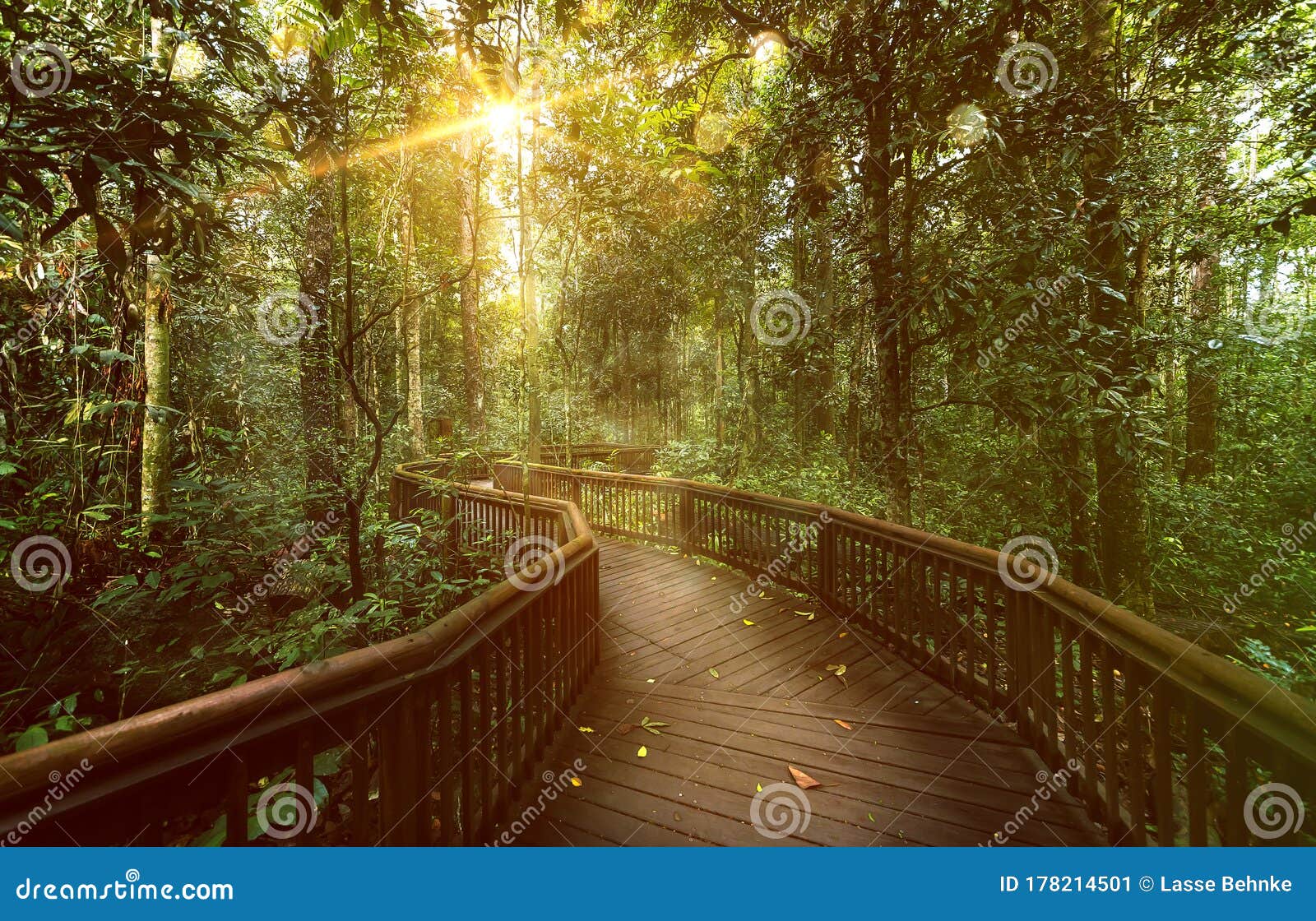 Path through Rainforest stock image. Image of tropics - 178214501