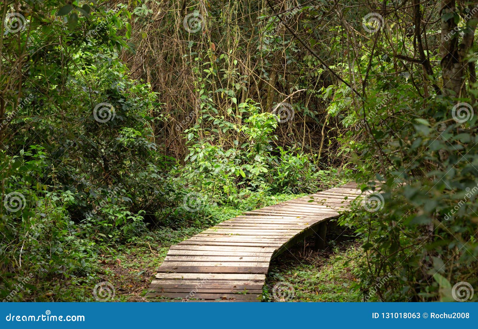 Path in the Rainforest, Landscape Stock Image - Image of road, park ...