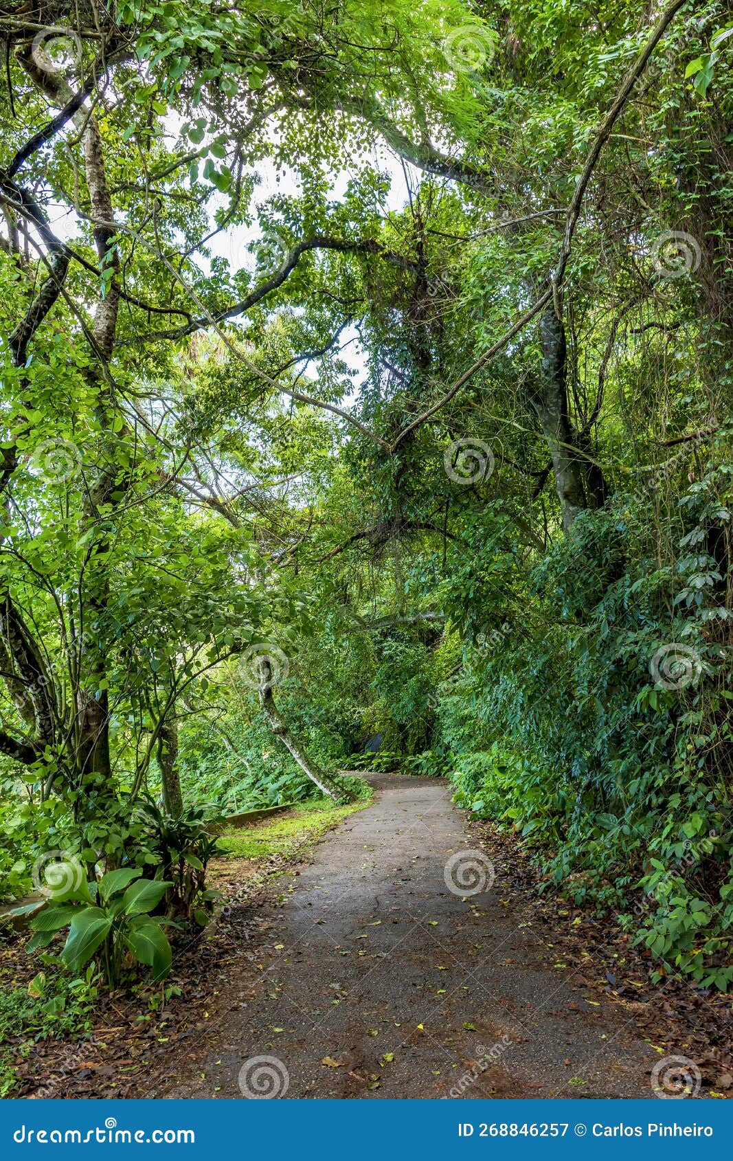 Path through the Rainforest Stock Image - Image of hiking, brazilian ...
