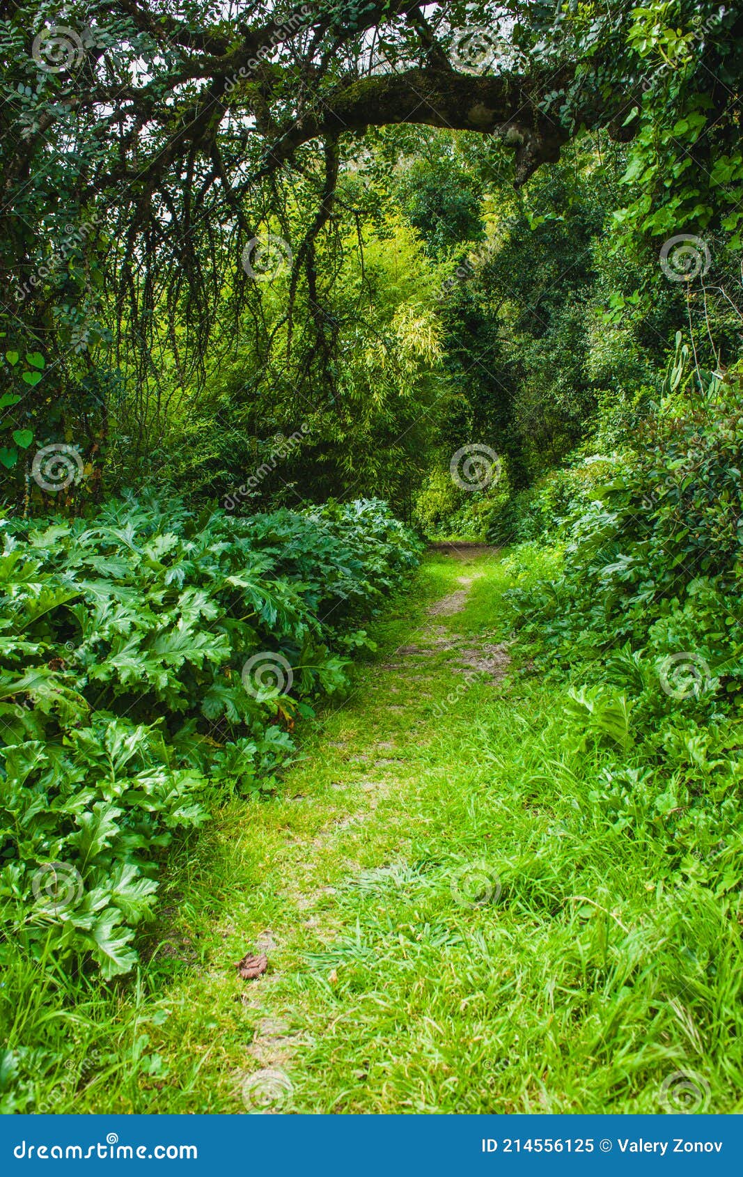 Path in the rainforest stock image. Image of scene, path - 214556125