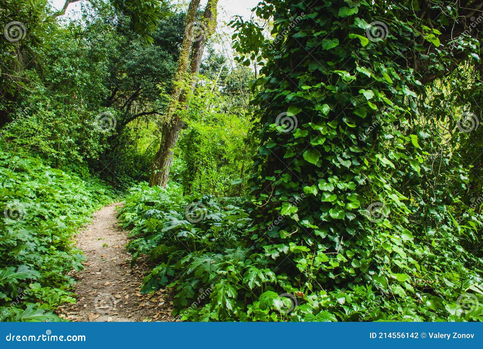 Path in the rainforest stock photo. Image of spring - 214556142
