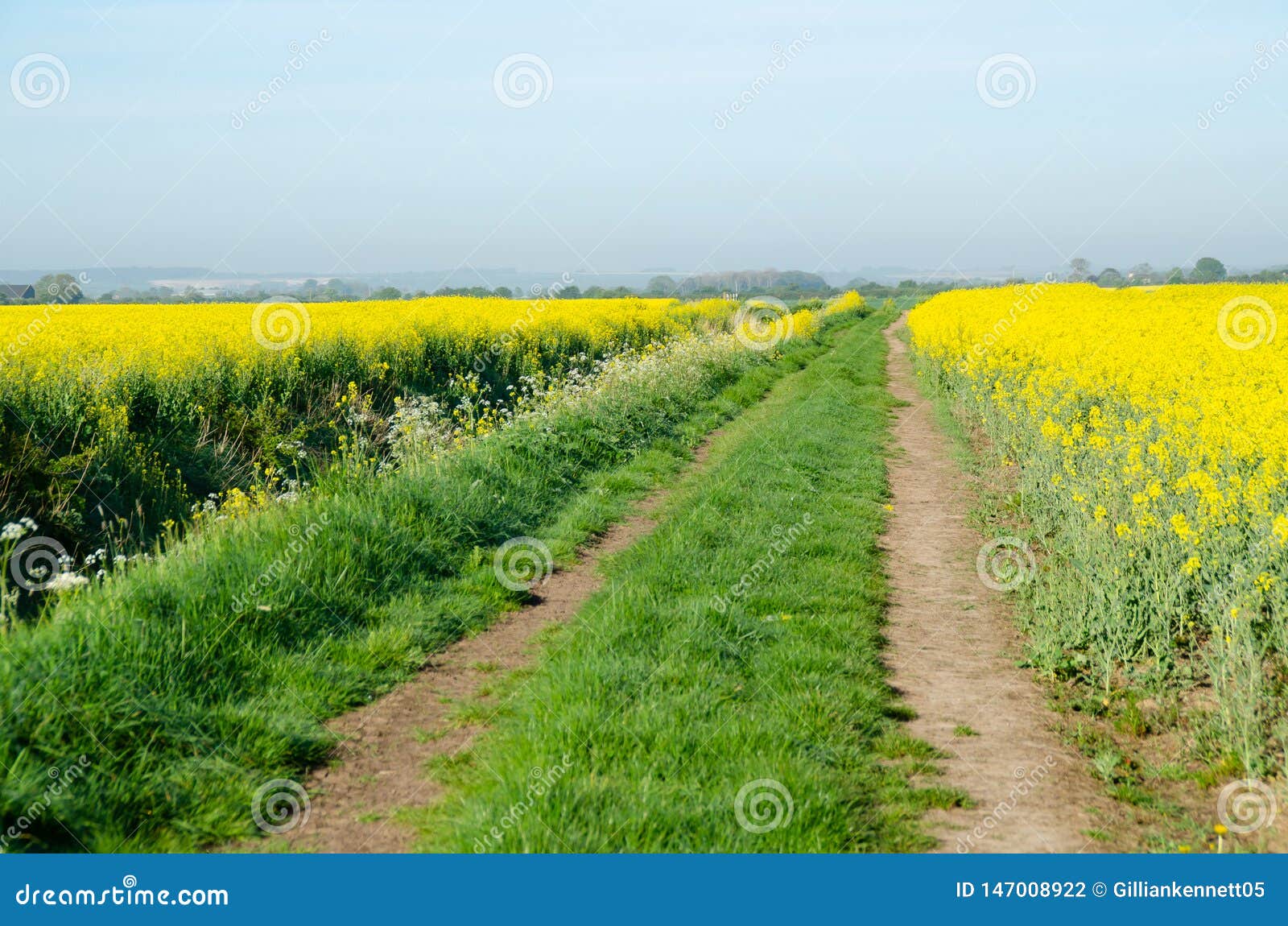Path through field stock photo. Image of yellow, rural - 147008922