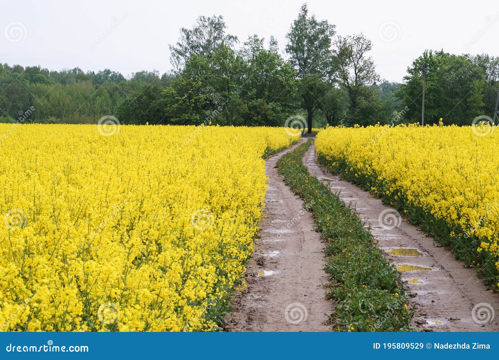 Path in a Rapeseed Field, a Path among Flowering Rapeseed Stock Image ...