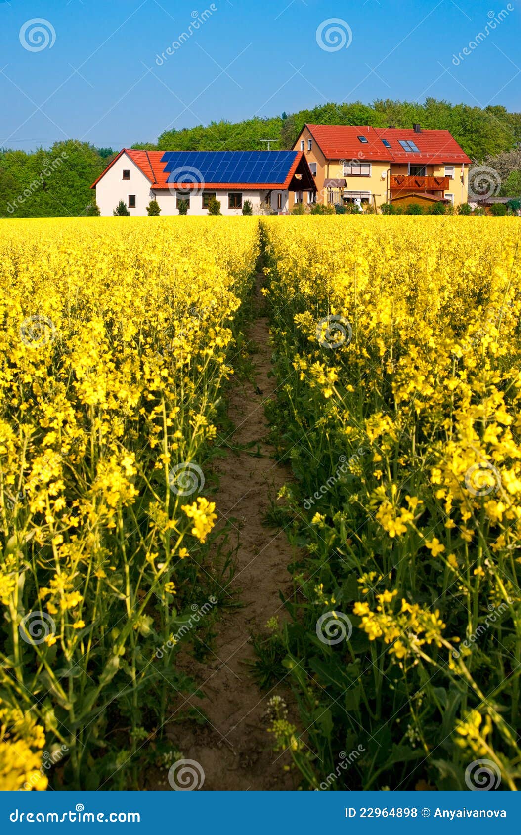 Path in Rapeseed To Modern Farm Stock Photo - Image of alternativ ...