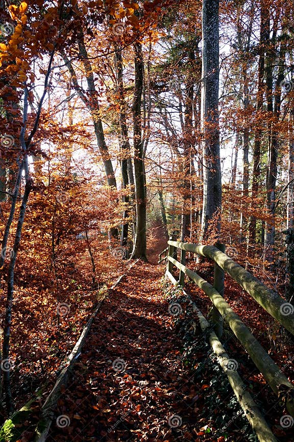 Walking Path of Red and Orange Leaves Stock Image - Image of boardered ...