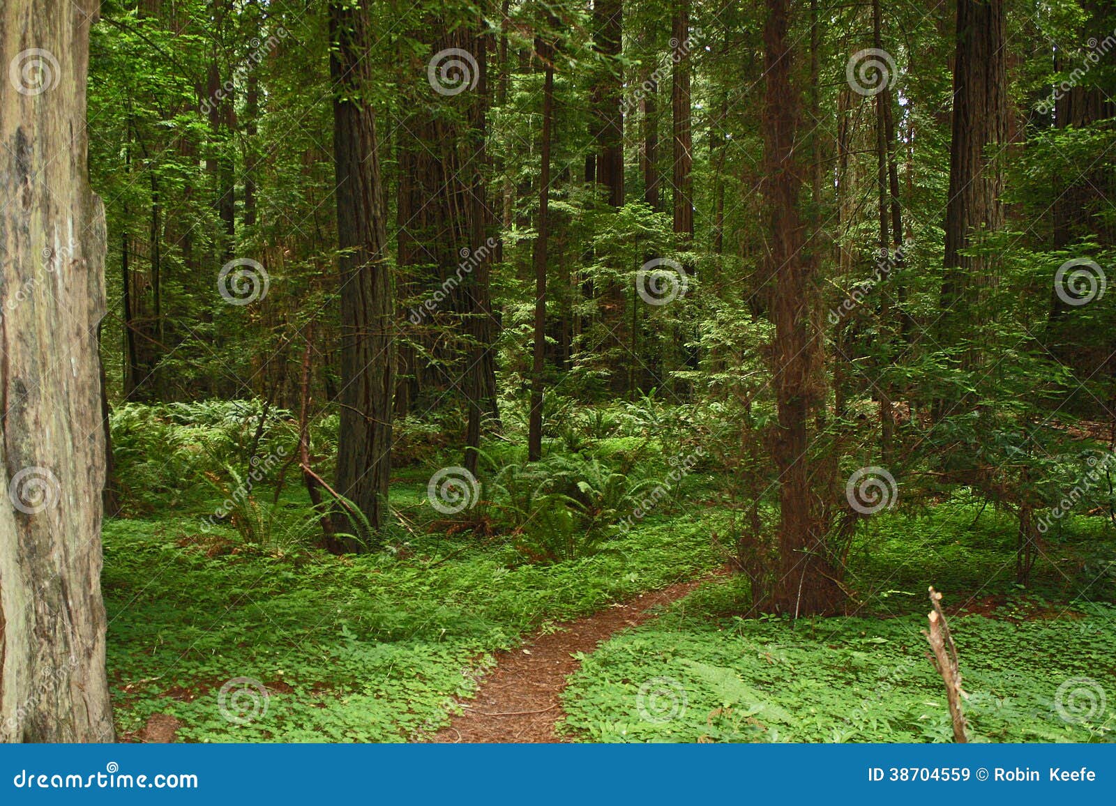 Path through a Redwood Forest Stock Image - Image of path, environment ...