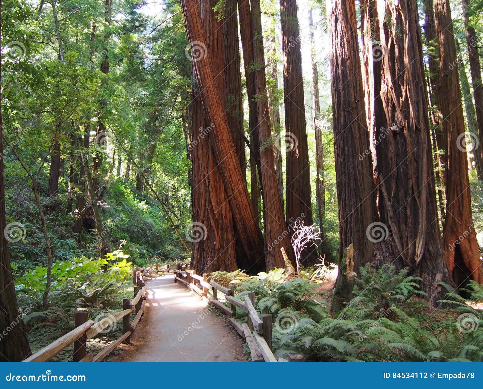 A Path through Redwood Trees Stock Photo - Image of woods, trunk: 84534112