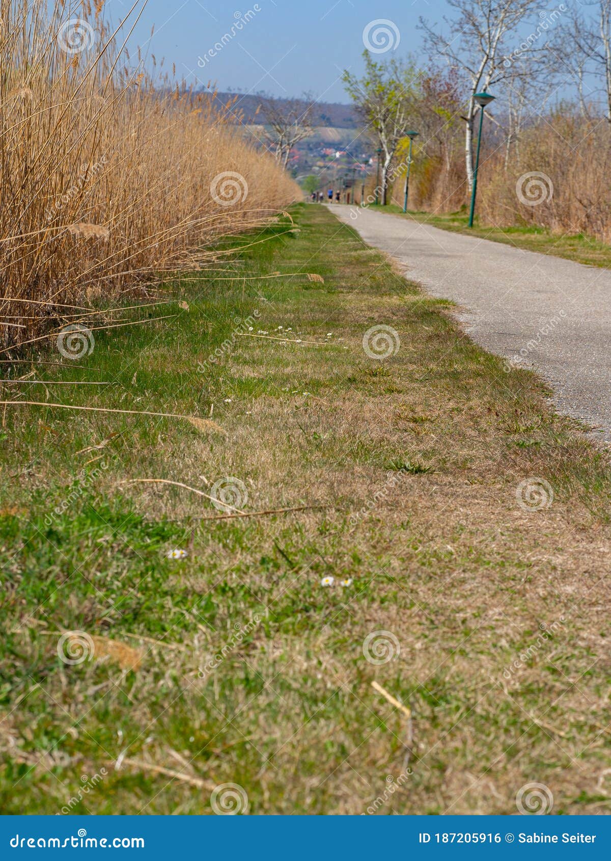 A Path through the Reed Belt at Lake Neusiedl Stock Photo - Image of ...