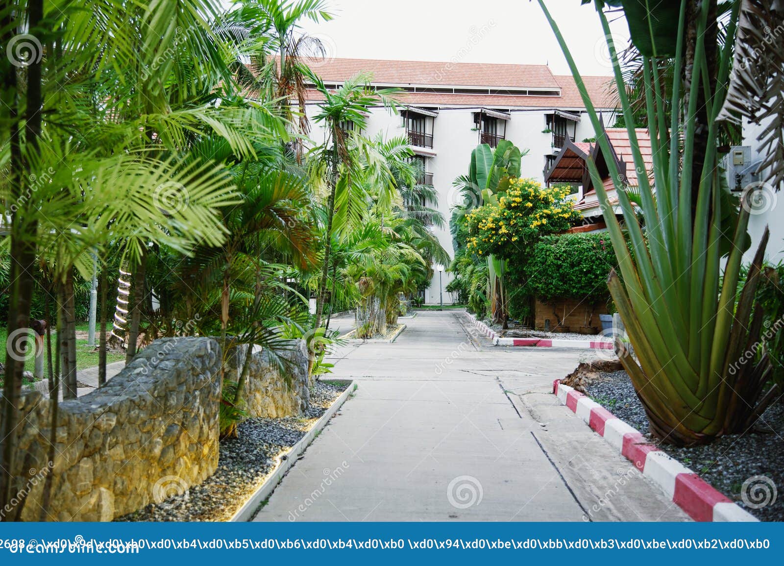 Path in the Resort Part with Greenery and Palm Trees Stock Photo ...