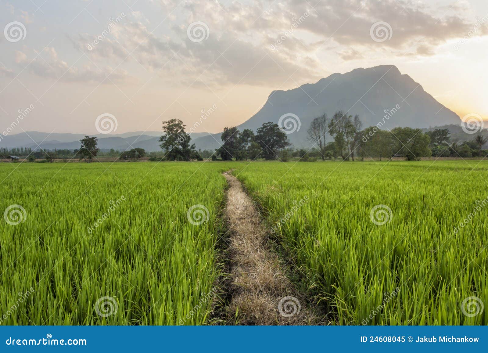 Path through the Rice Fields Stock Image - Image of field, chiang: 24608045