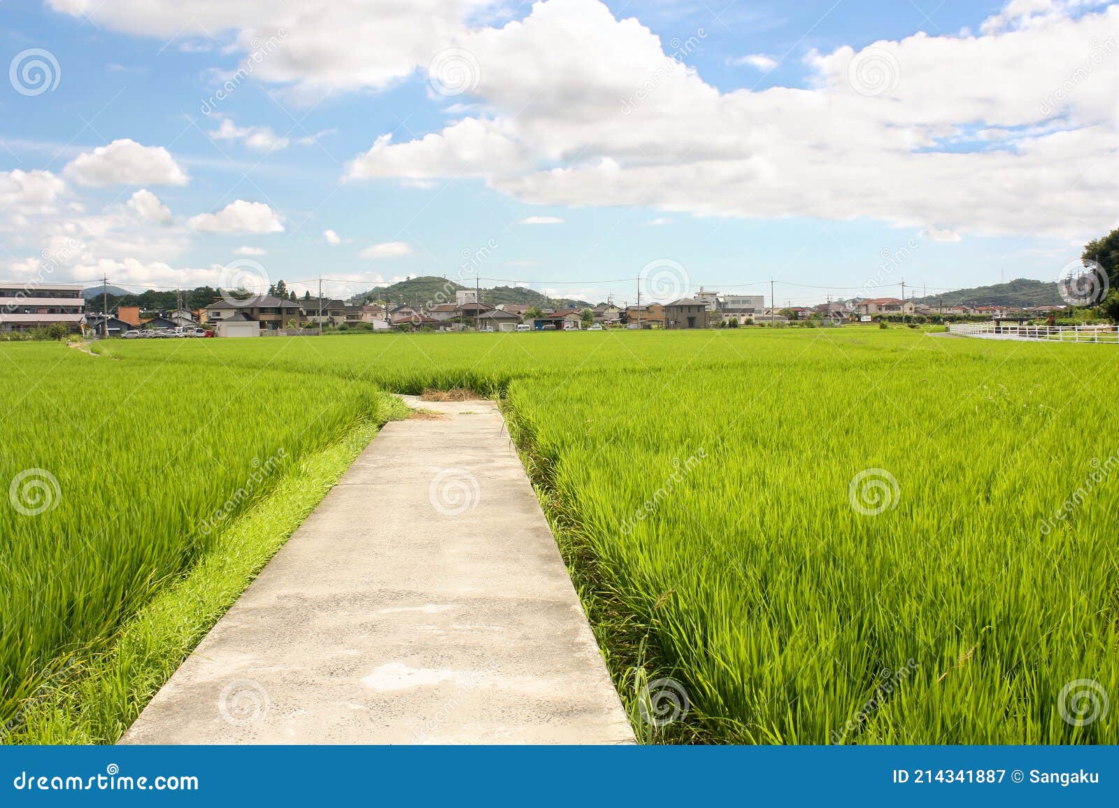 Path through the Rice Fields - Okayama, Japan Stock Image - Image of ...