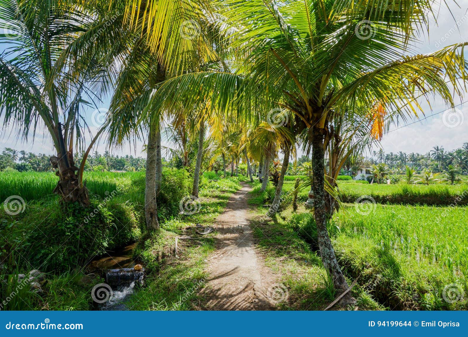 Path through rice fields stock photo. Image of landscape - 94199644