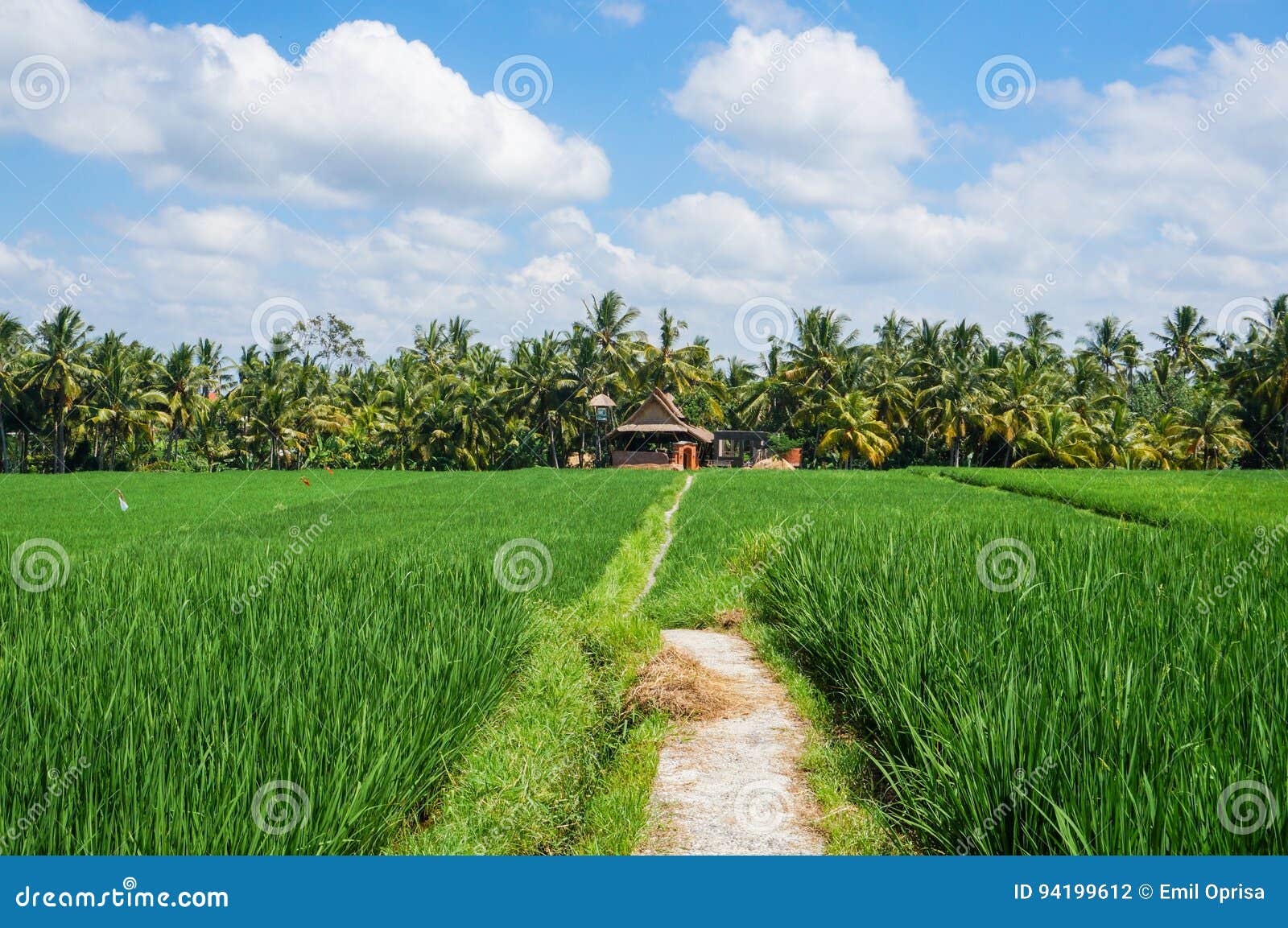 Path through rice fields stock photo. Image of landscape - 94199612