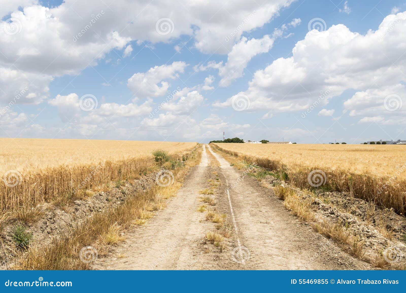 Path And Field In Evening In Slavkovsky Les National Park Royalty-Free ...